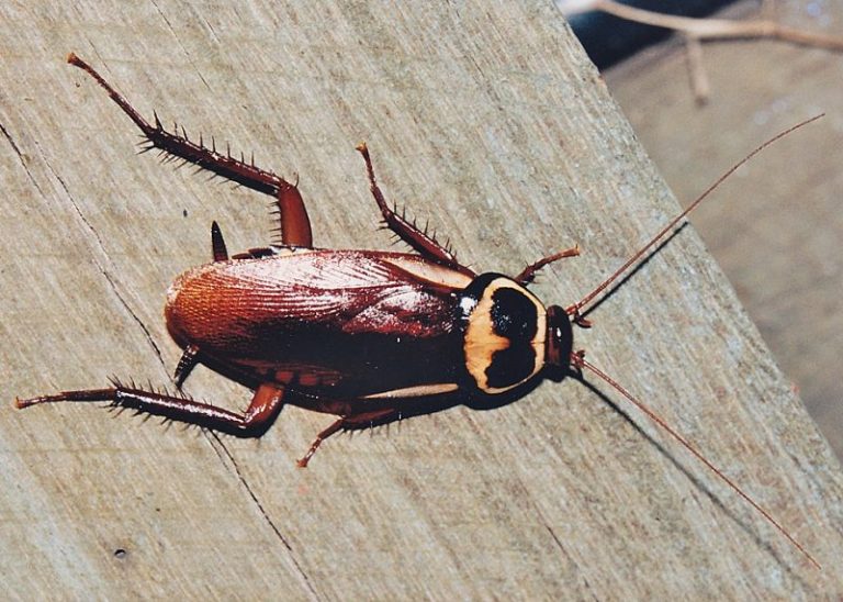 Metamorfosis Kecoa: Pengertian, Fase, Ciri, Jenis, Daur Hidup, Klasifikasi