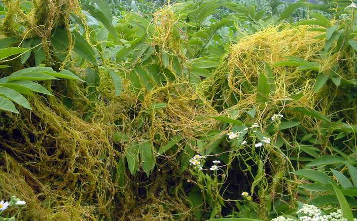 Pengertian Simbiosis Beserta Contoh dan Macam-macam Simbiosis